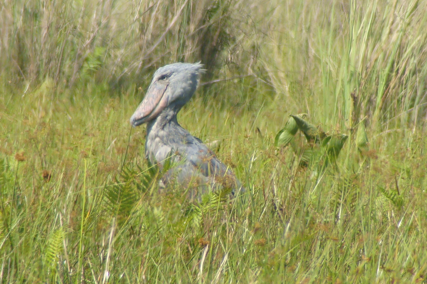 Searching for the Shoebill on Africa’s greatest lake – Notes from ...