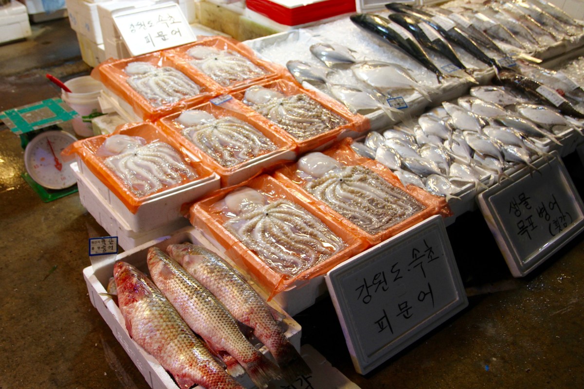 Fish Tales at Noryangjin fish market – Notes from Camelid Country