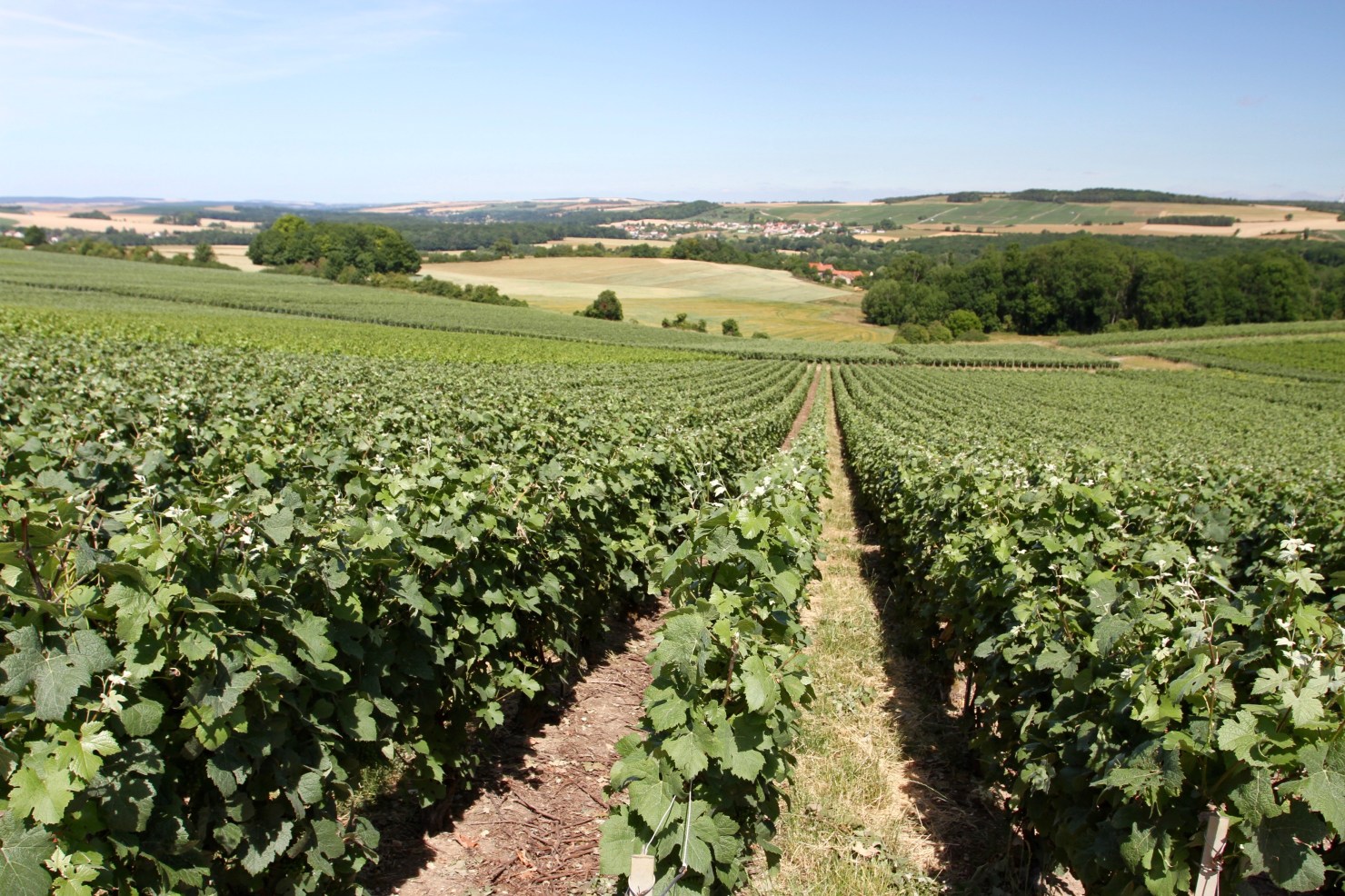 Exploring the Montagne de Reims Champagne Route – Notes from Camelid ...
