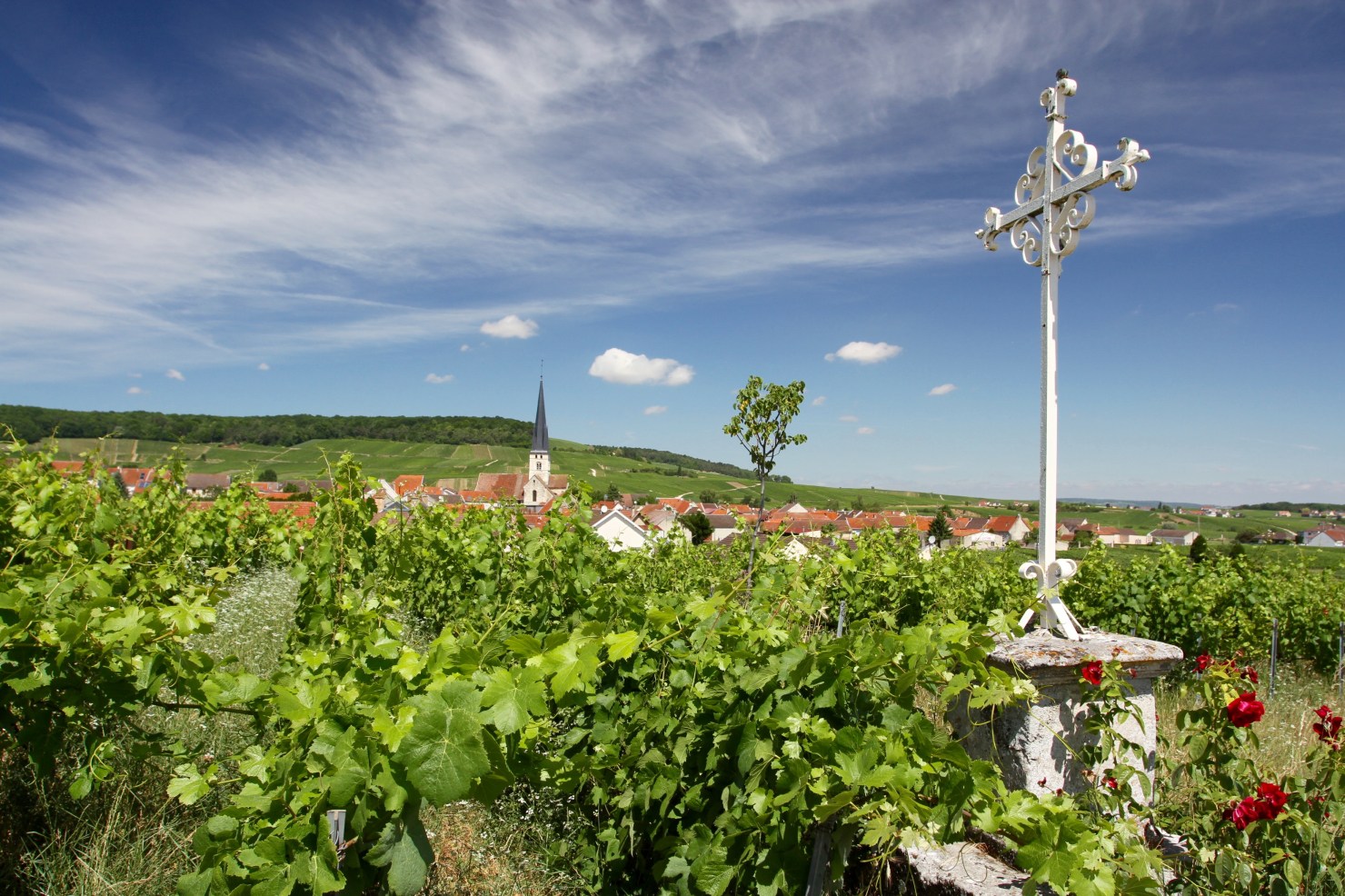 Exploring the Montagne de Reims Champagne Route – Notes from Camelid ...
