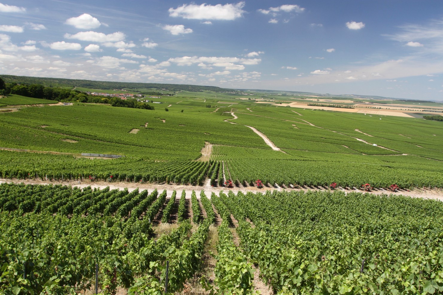 Exploring the Montagne de Reims Champagne Route – Notes from Camelid ...