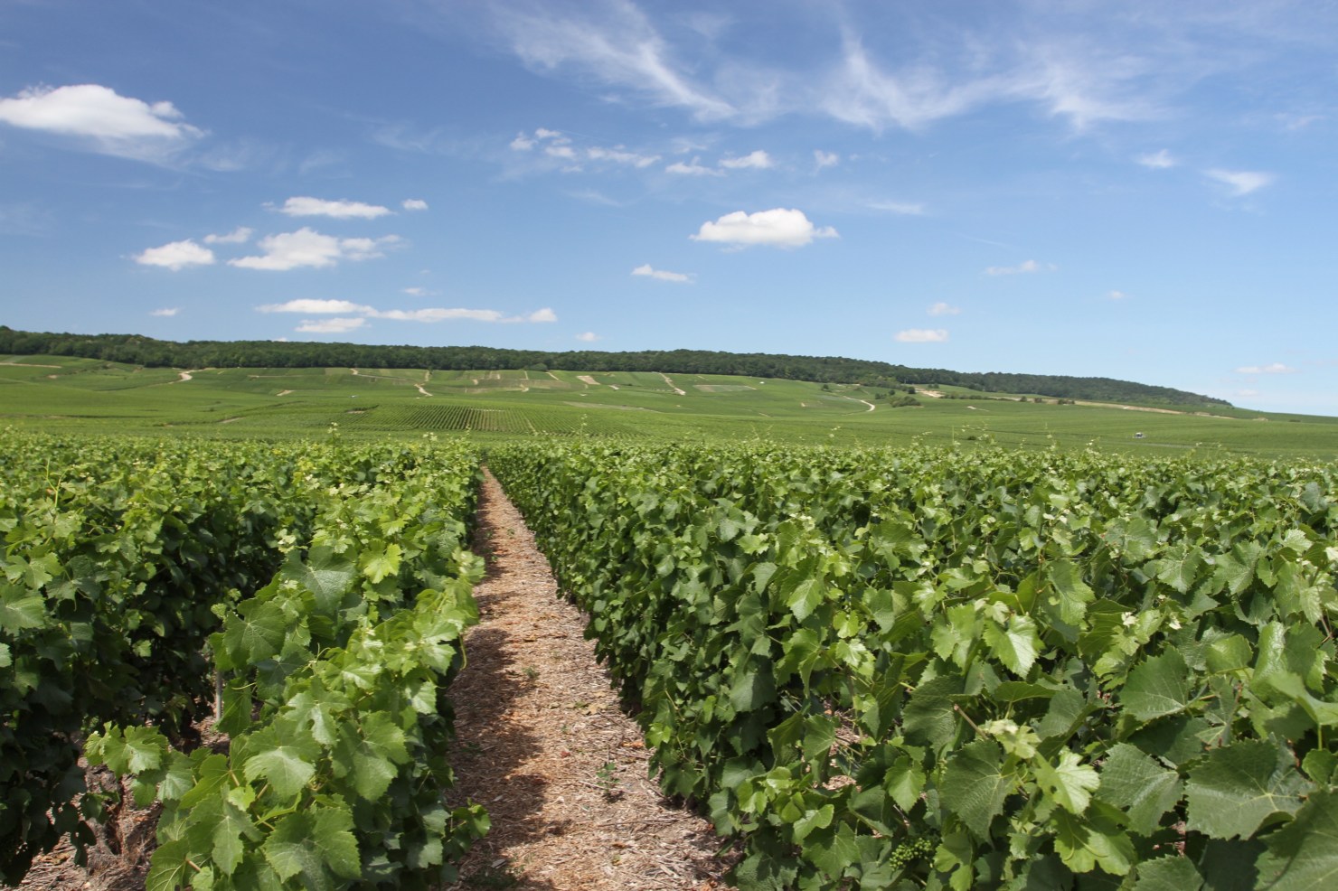 Exploring the Montagne de Reims Champagne Route – Notes from Camelid ...